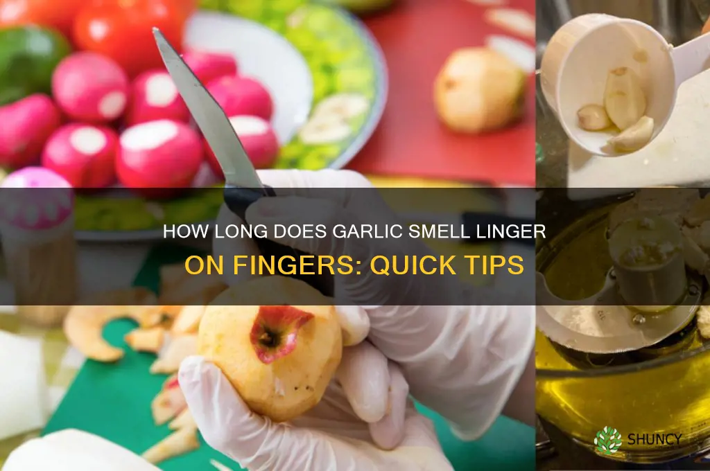 How Long Does Garlic Smell Linger On Fingers: Quick Tips | ShunCy