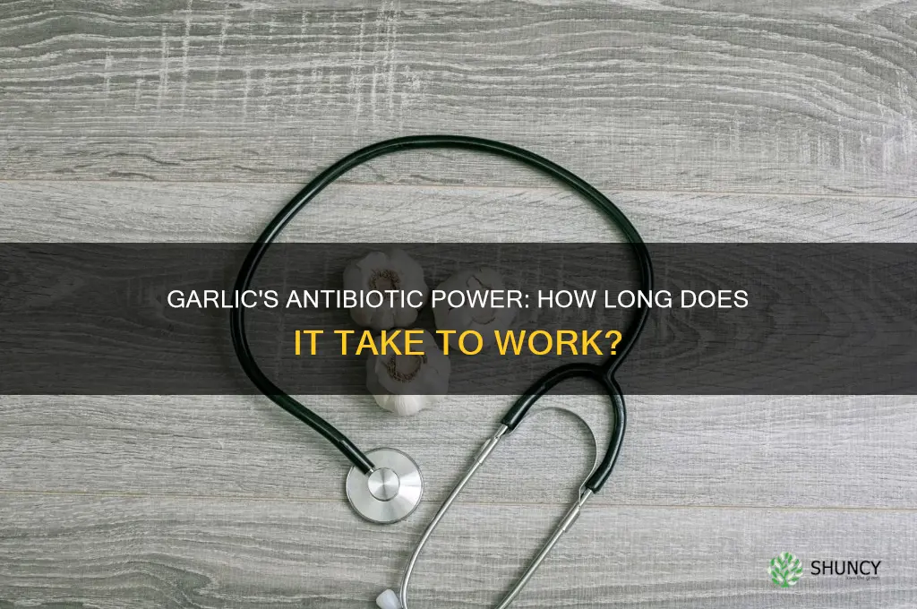 Garlic's Antibiotic Power: How Long Does It Take To Work? | ShunCy