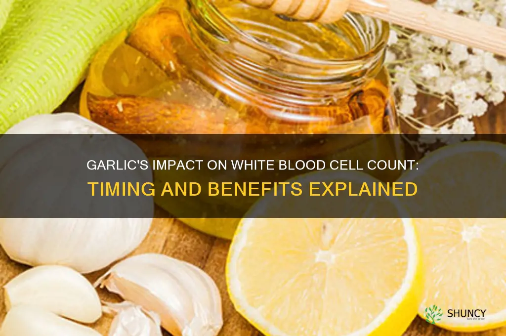 Garlic's Impact On White Blood Cell Count: Timing And Benefits ...