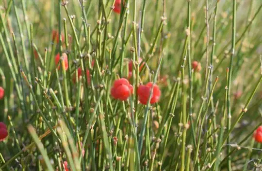 How to grow ephedra plant | ShunCy - Love the green