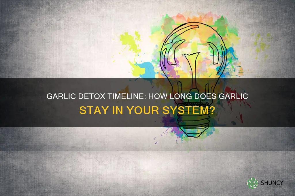 Garlic Detox Timeline: How Long Does Garlic Stay In Your System? | ShunCy