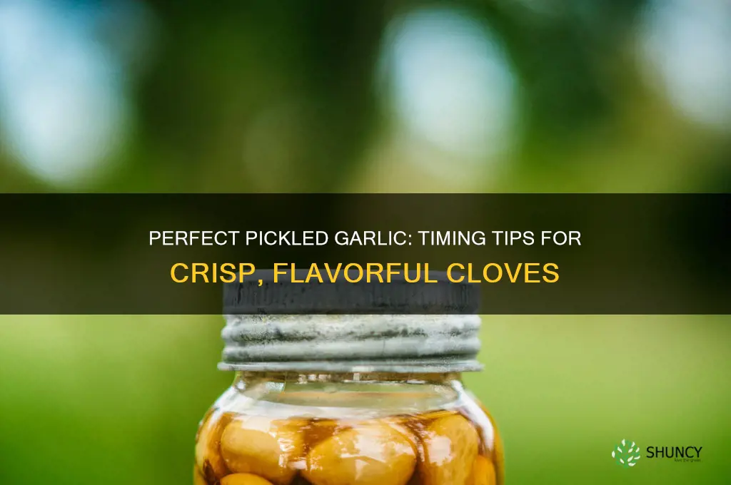 Perfect Pickled Garlic: Timing Tips For Crisp, Flavorful Cloves | ShunCy