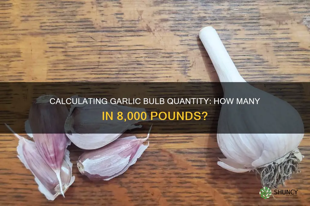 Calculating Garlic Bulb Quantity: How Many In 8,000 Pounds? | ShunCy