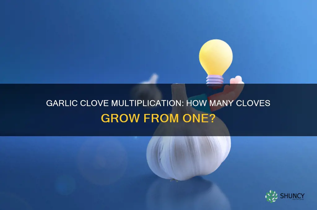 Garlic Clove Multiplication: How Many Cloves Grow From One? | ShunCy