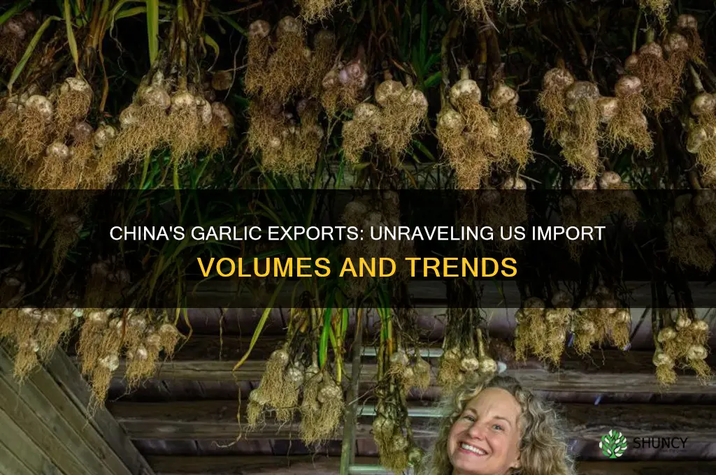China's Garlic Exports: Unraveling Us Import Volumes And Trends | ShunCy