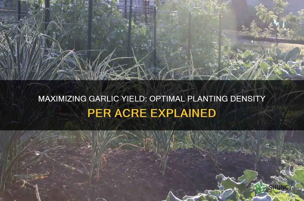 Maximizing Garlic Yield: Optimal Planting Density Per Acre Explained ...