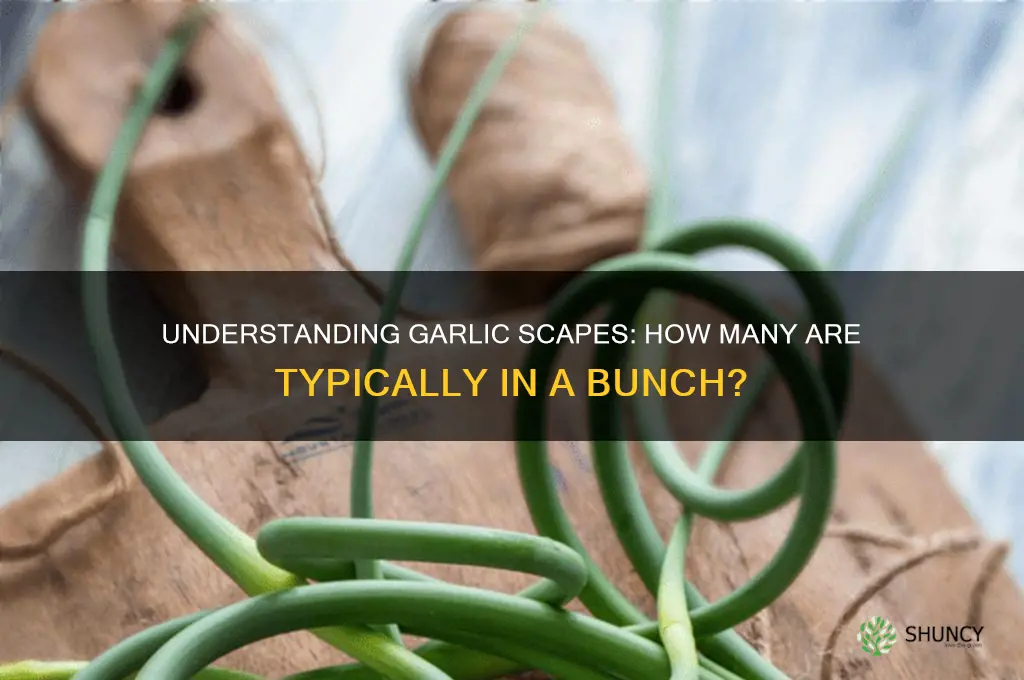 Understanding Garlic Scapes: How Many Are Typically In A Bunch? | ShunCy
