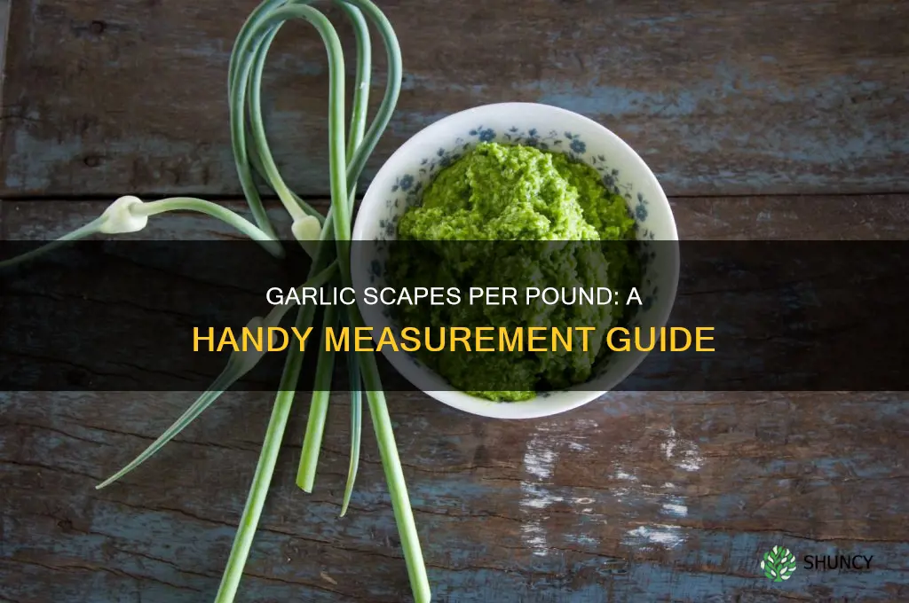 Garlic Scapes Per Pound: A Handy Measurement Guide | ShunCy