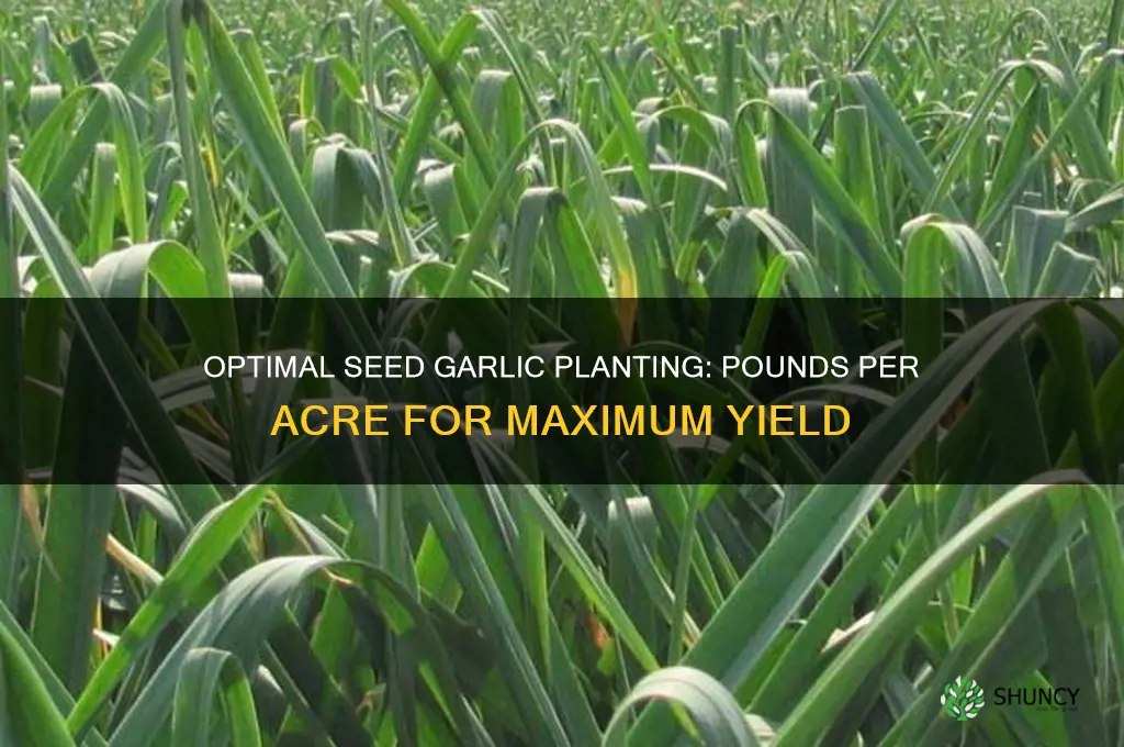 Optimal Seed Garlic Planting: Pounds Per Acre For Maximum Yield | ShunCy