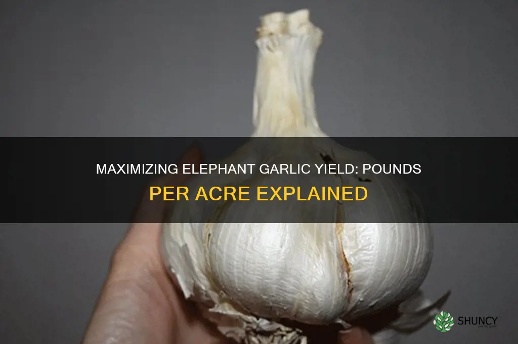 Maximizing Elephant Garlic Yield: Pounds Per Acre Explained | ShunCy