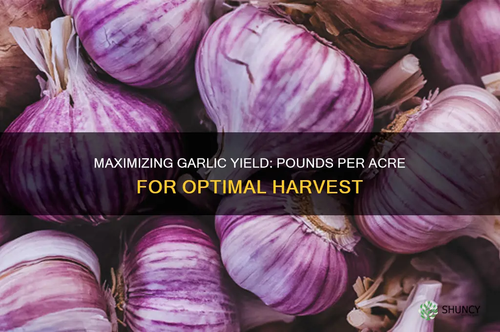 Maximizing Garlic Yield: Pounds Per Acre For Optimal Harvest | ShunCy