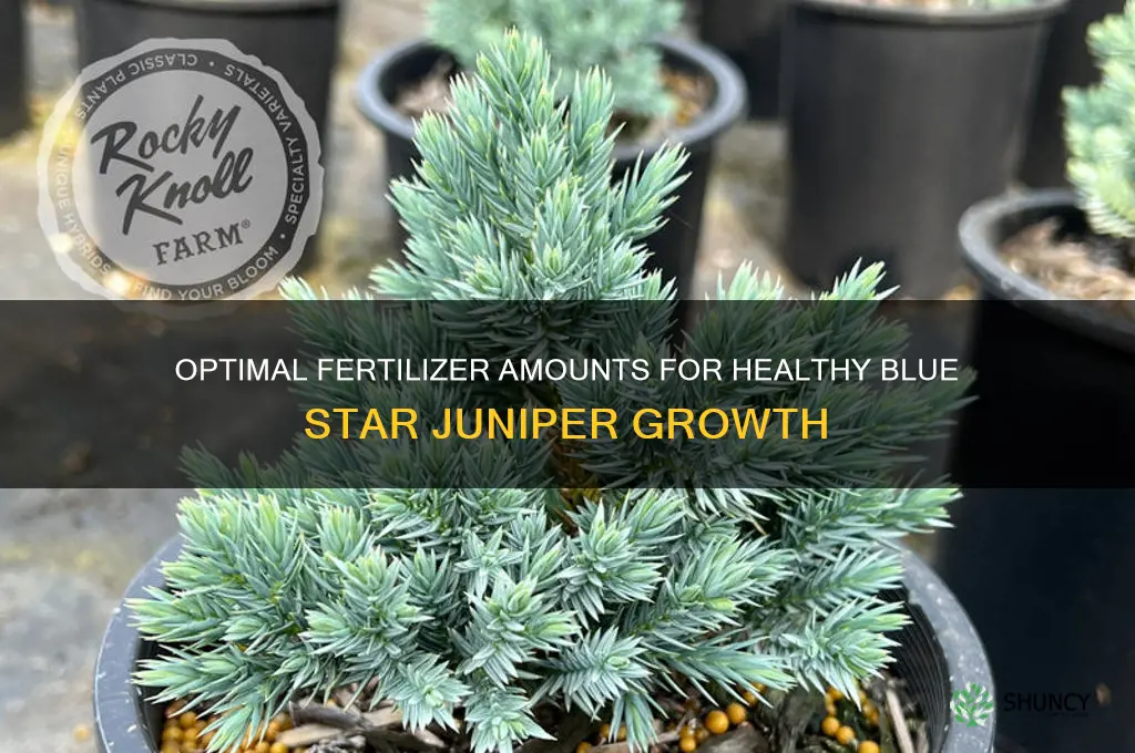 Optimal Fertilizer Amounts For Healthy Blue Star Juniper Growth | ShunCy