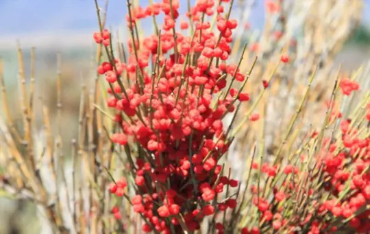 How to grow ephedra plant | ShunCy - Love the green