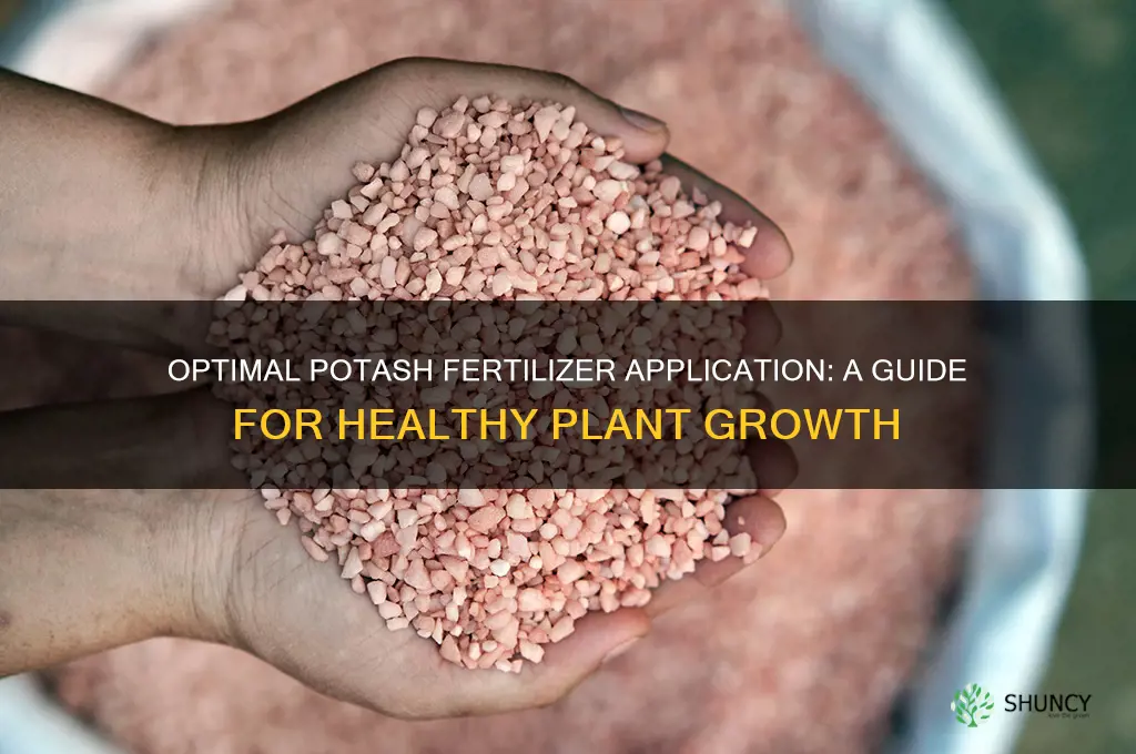 Optimal Potash Fertilizer Application: A Guide For Healthy Plant Growth ...