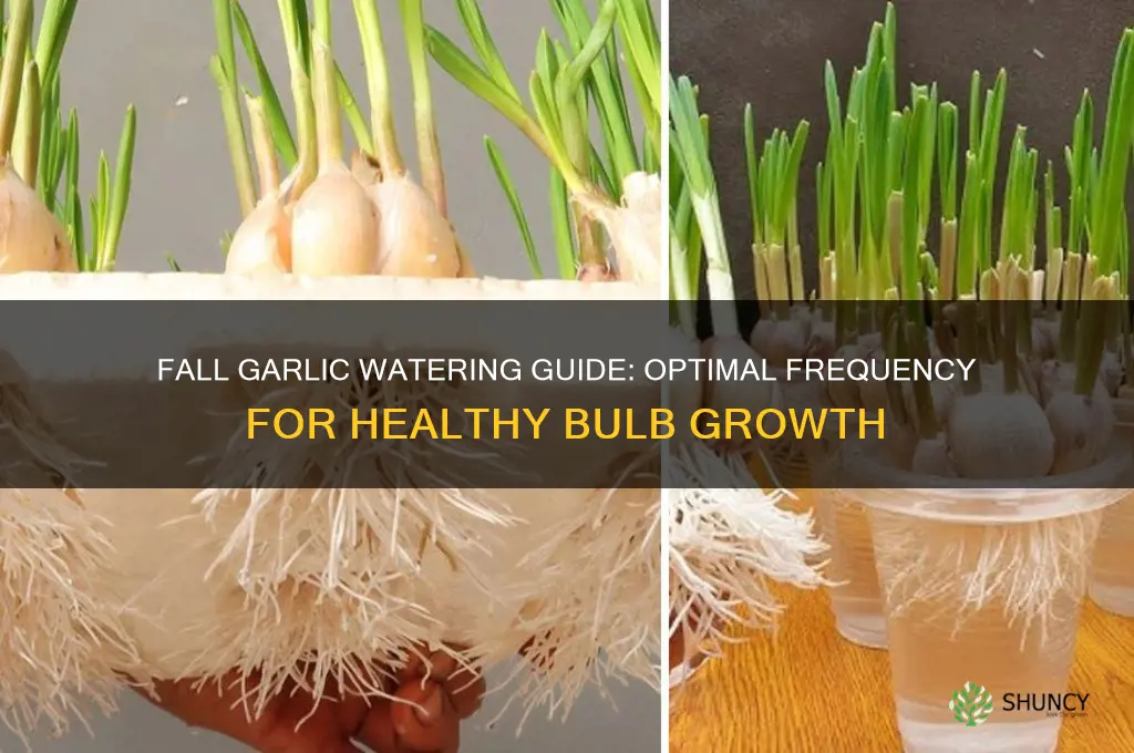 Fall Garlic Watering Guide: Optimal Frequency For Healthy Bulb Growth ...