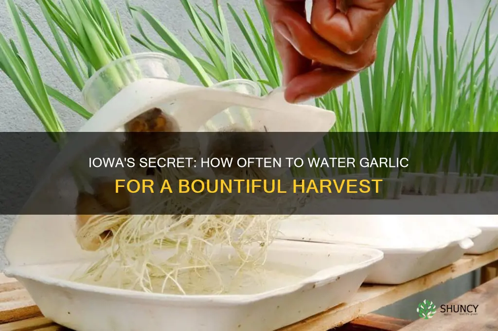 Iowa's Secret: How Often To Water Garlic For A Bountiful Harvest | ShunCy