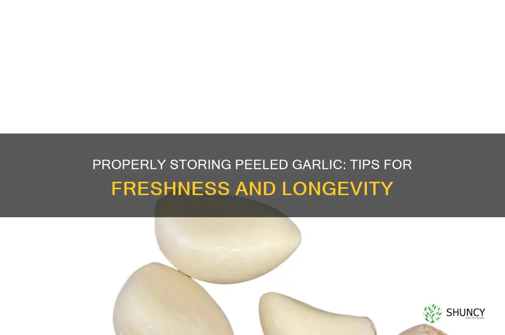 Properly Storing Peeled Garlic: Tips For Freshness And Longevity | ShunCy