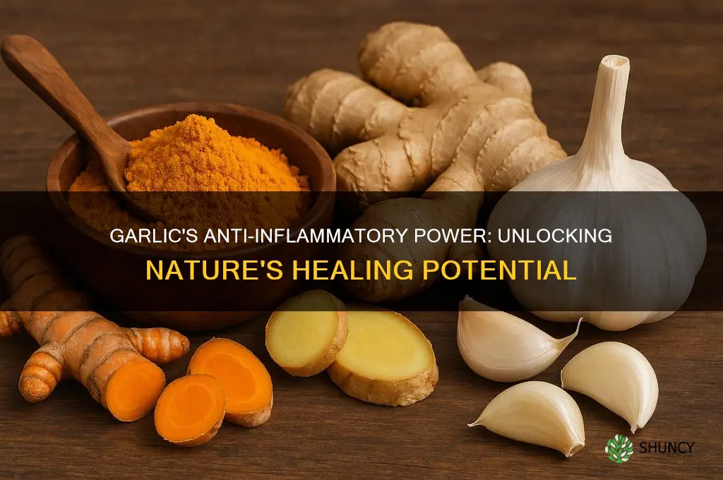 Garlic's Anti-Inflammatory Power: Unlocking Nature's Healing Potential ...