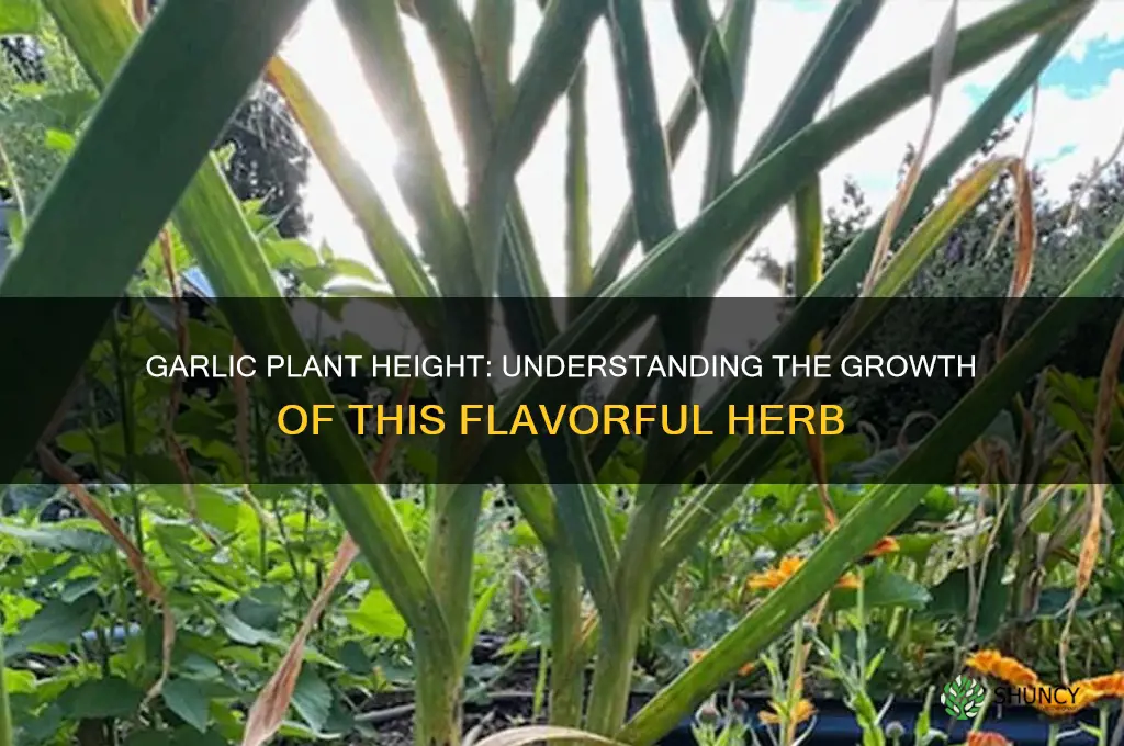 Garlic Plant Height: Understanding The Growth Of This Flavorful Herb ...