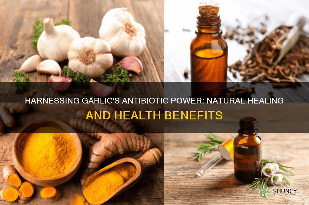 Harnessing Garlic's Antibiotic Power: Natural Healing And Health ...