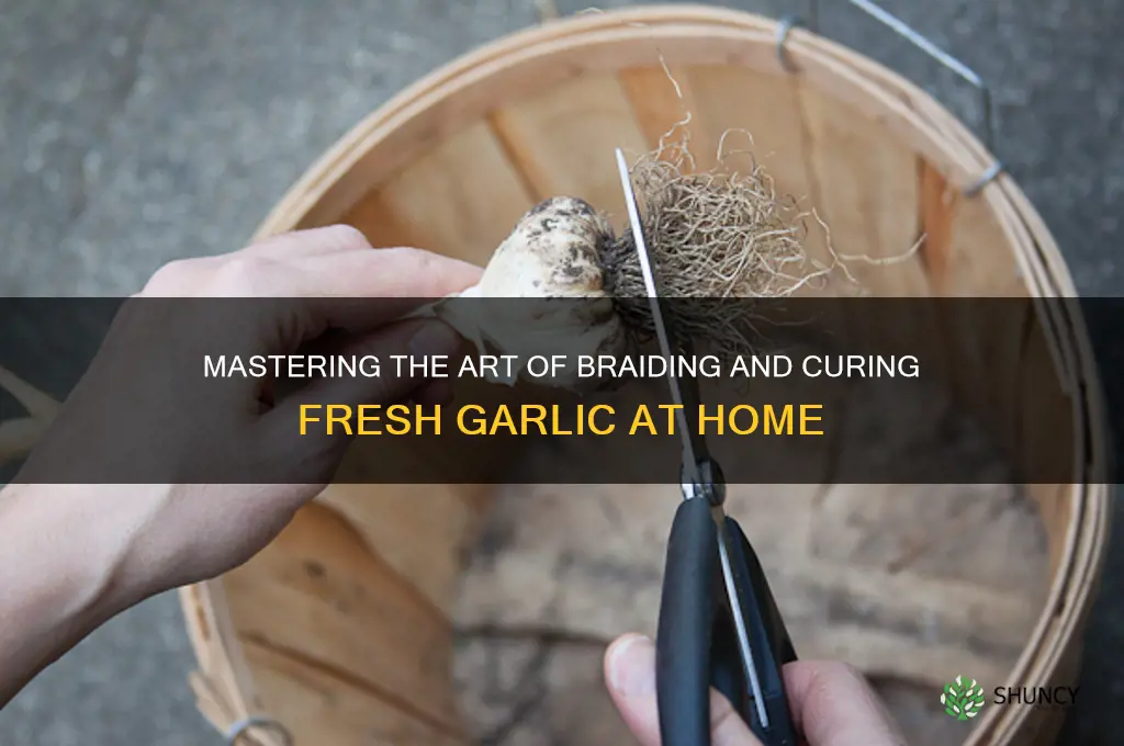 Mastering The Art Of Braiding And Curing Fresh Garlic At Home | ShunCy