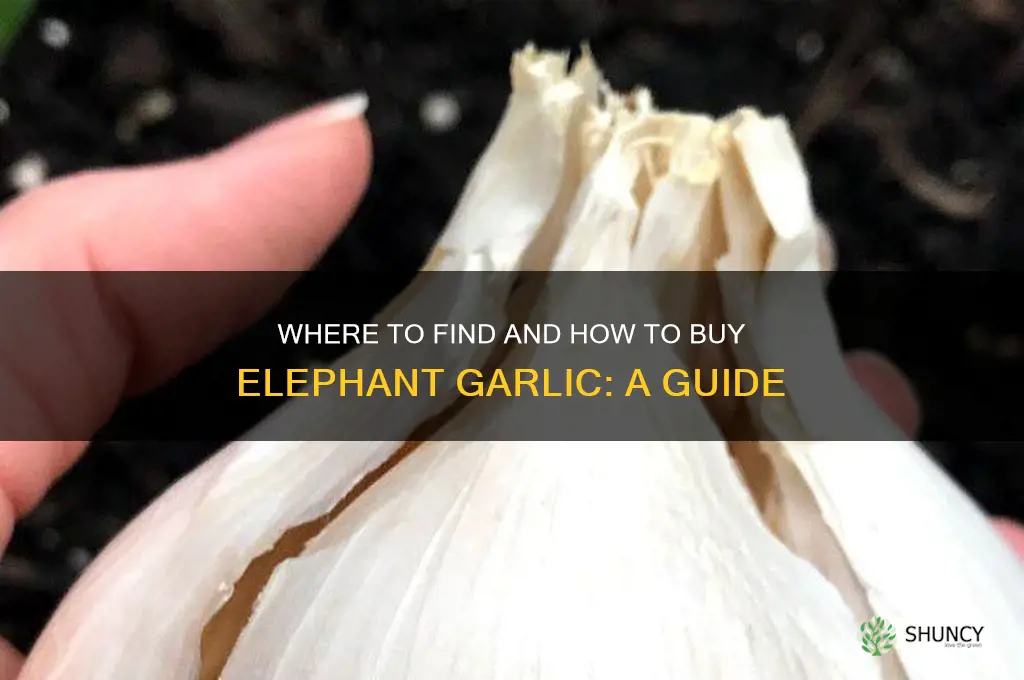 Where To Find And How To Buy Elephant Garlic: A Guide | ShunCy