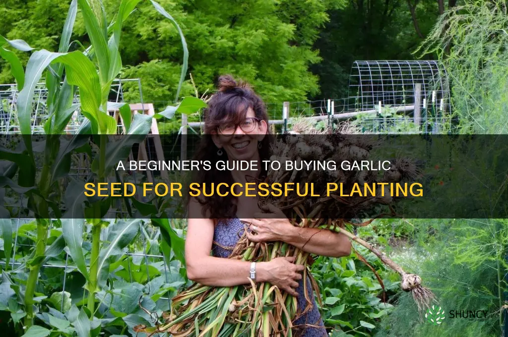 A Beginner's Guide To Buying Garlic Seed For Successful Planting | ShunCy
