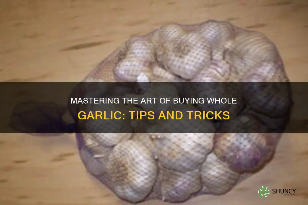 Mastering The Art Of Buying Whole Garlic: Tips And Tricks | ShunCy