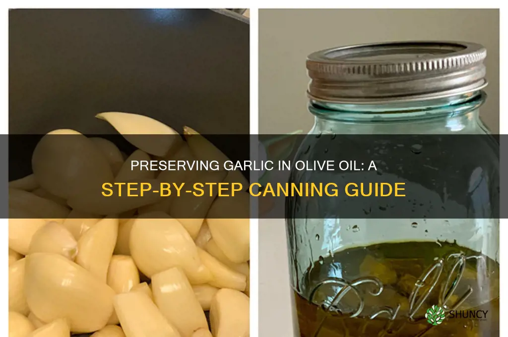 Preserving Garlic In Olive Oil: A Step-By-Step Canning Guide | ShunCy