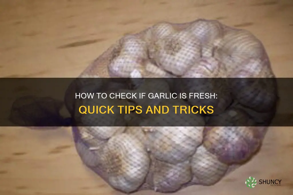 How To Check If Garlic Is Fresh: Quick Tips And Tricks | ShunCy