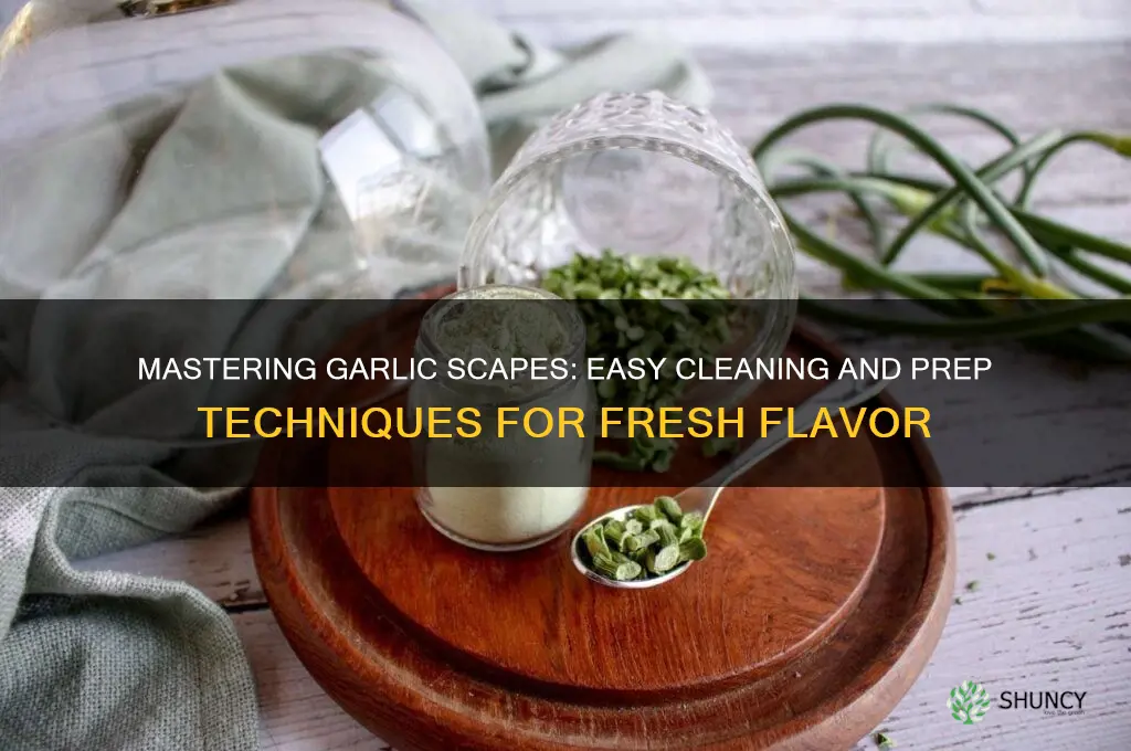 Mastering Garlic Scapes: Easy Cleaning And Prep Techniques For Fresh ...