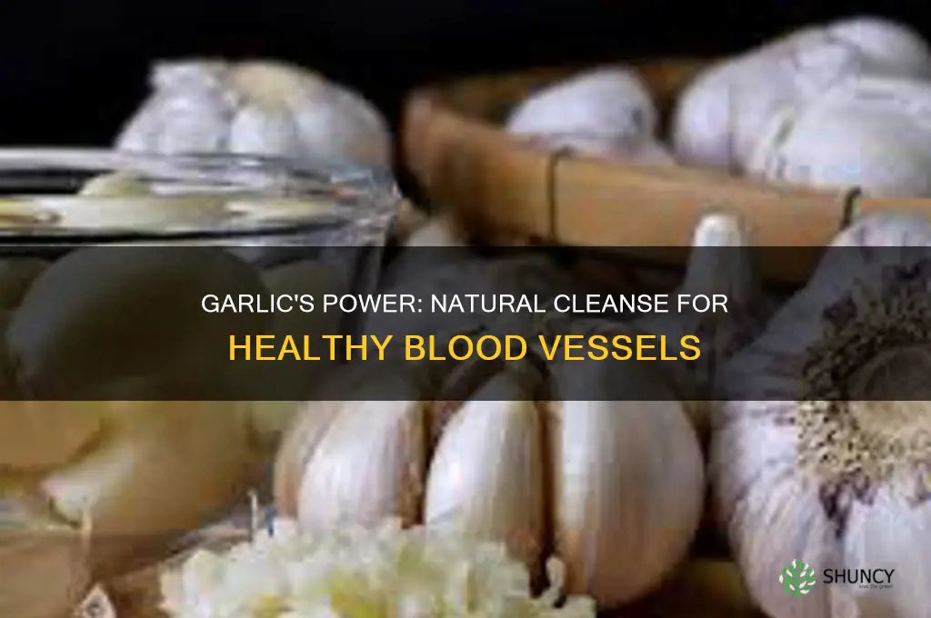 Garlic's Power: Natural Cleanse For Healthy Blood Vessels | ShunCy