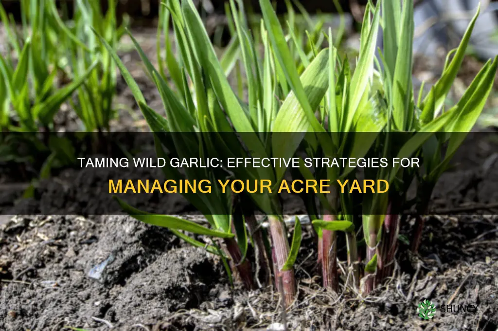 Taming Wild Garlic: Effective Strategies For Managing Your Acre Yard ...
