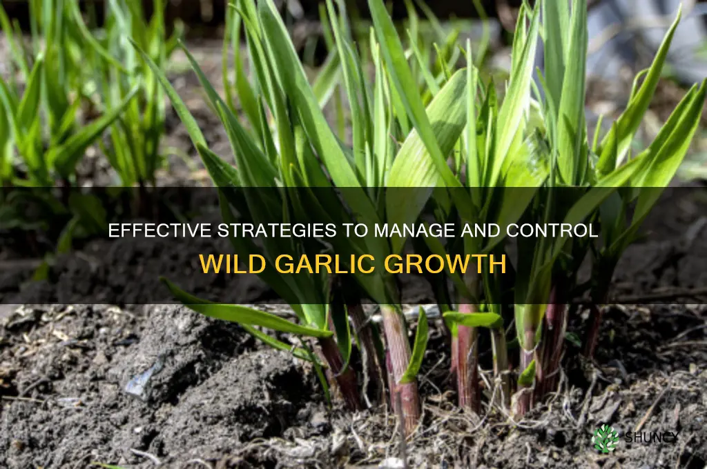 Effective Strategies To Manage And Control Wild Garlic Growth | ShunCy