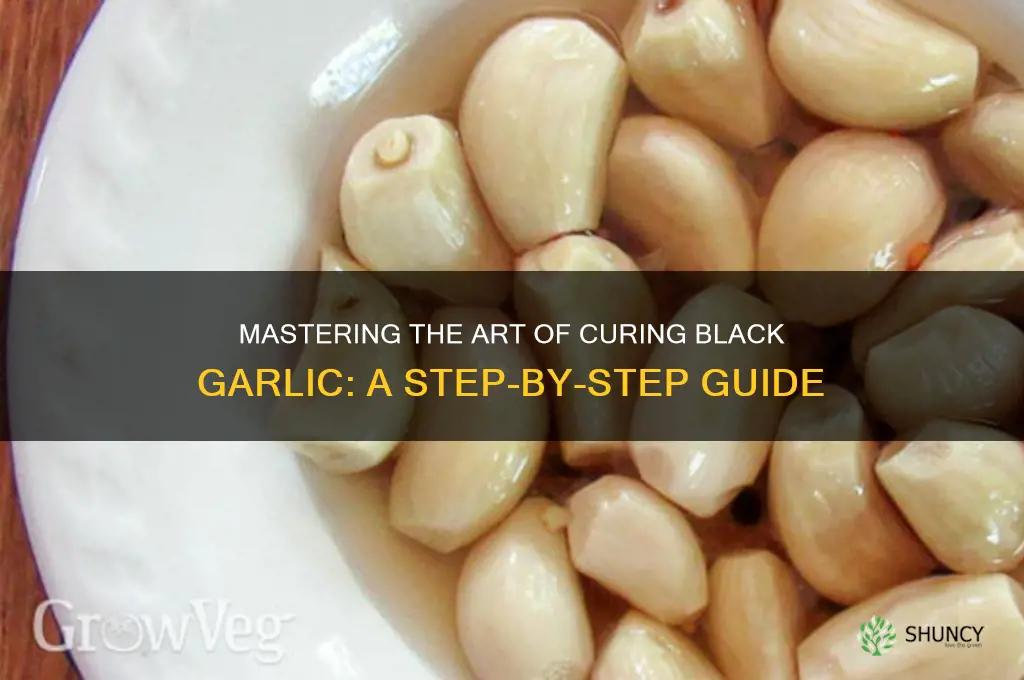 Mastering The Art Of Curing Black Garlic: A Step-By-Step Guide | ShunCy