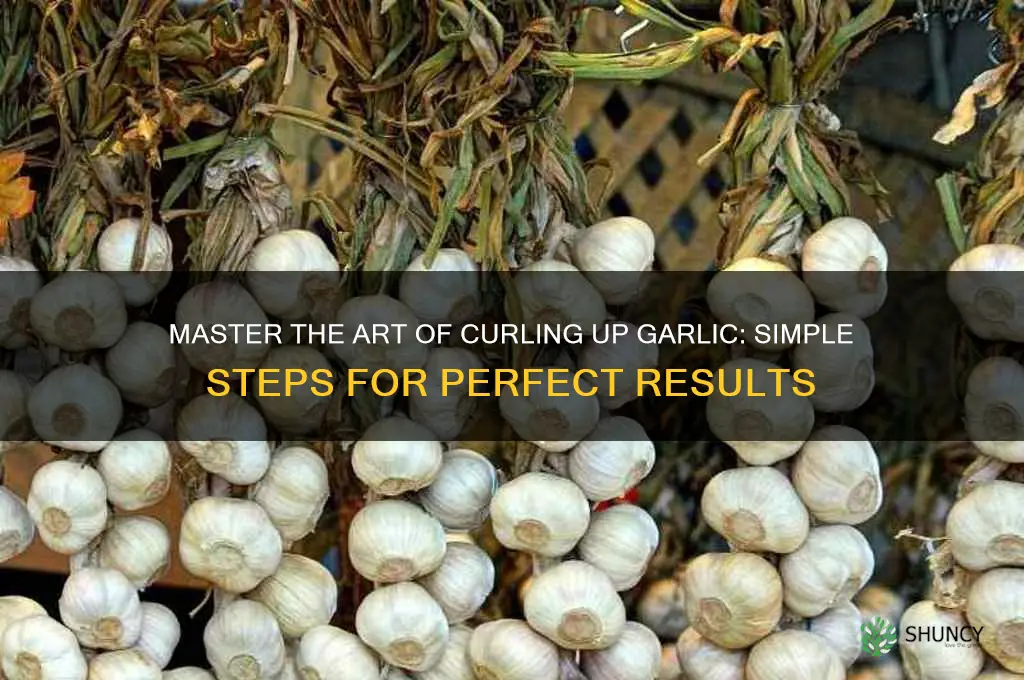 Master The Art Of Curling Up Garlic: Simple Steps For Perfect Results ...