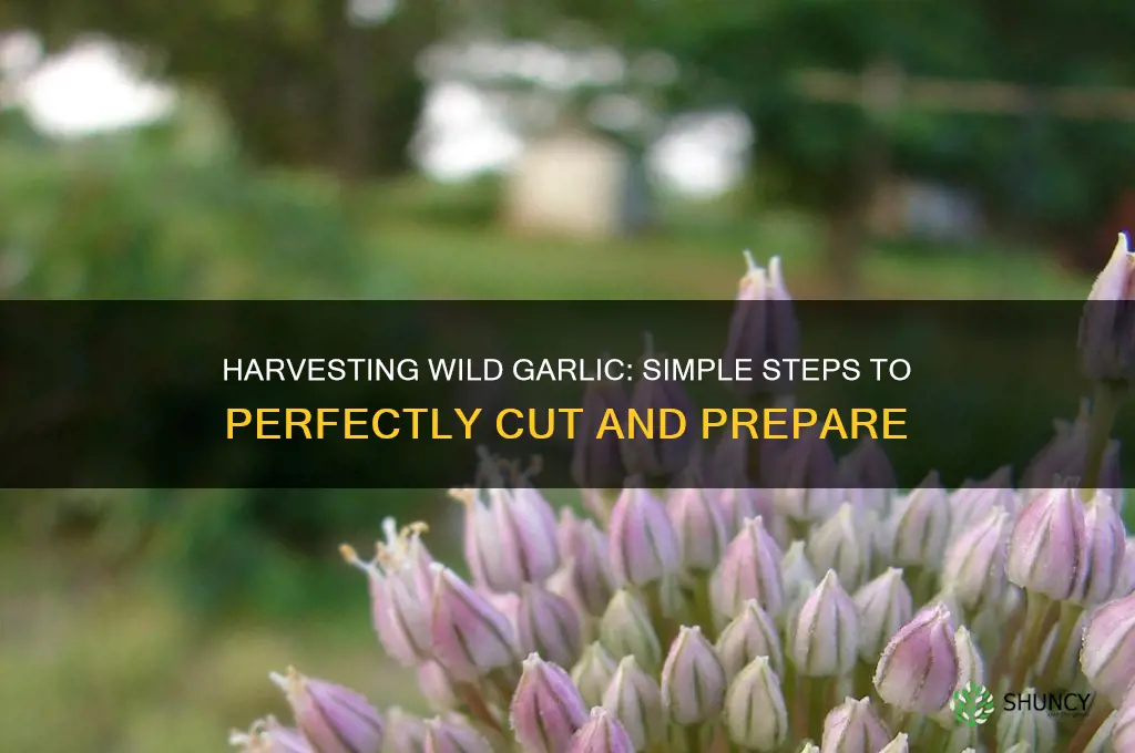 Harvesting Wild Garlic: Simple Steps To Perfectly Cut And Prepare | ShunCy
