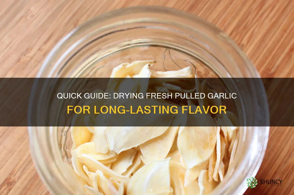 Quick Guide: Drying Fresh Pulled Garlic For Long-Lasting Flavor | ShunCy