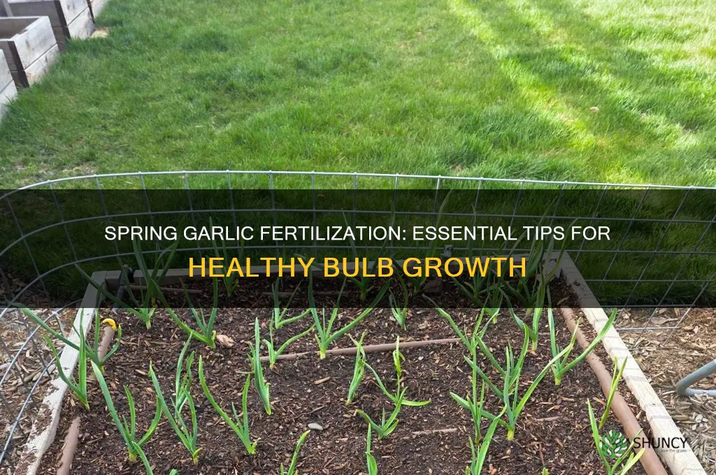 Spring Garlic Fertilization: Essential Tips For Healthy Bulb Growth ...