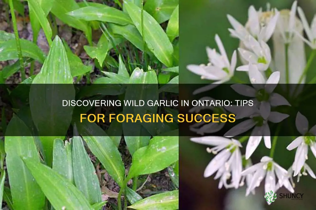 Discovering Wild Garlic In Ontario: Tips For Foraging Success | ShunCy