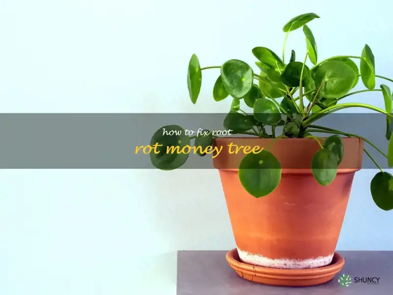 Saving Your Money Tree A Step By Step Guide To Fixing Root Rot ShunCy