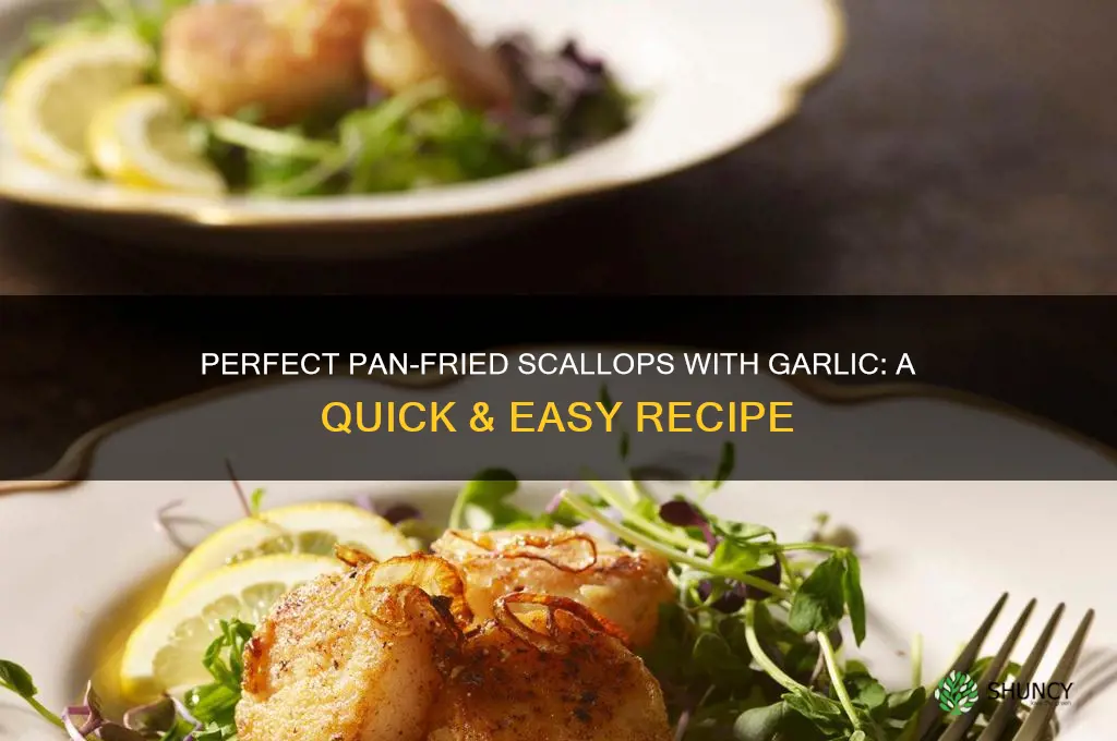 Perfect Pan-Fried Scallops With Garlic: A Quick & Easy Recipe | ShunCy