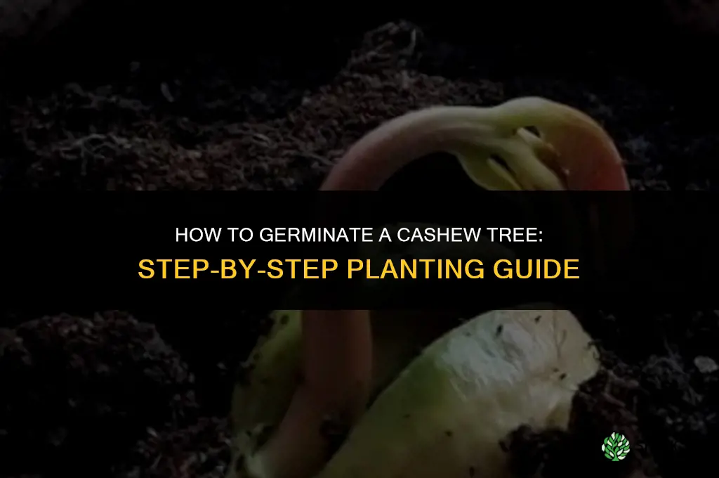 How To Germinate A Cashew Tree: Step-By-Step Planting Guide | ShunCy