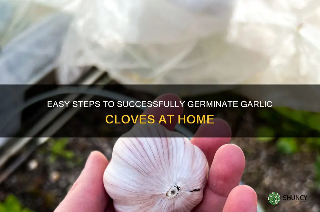 Easy Steps To Successfully Germinate Garlic Cloves At Home | ShunCy