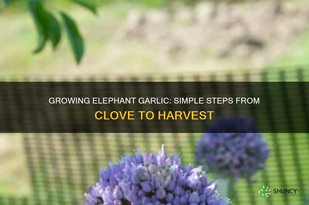 Growing Elephant Garlic: Simple Steps From Clove To Harvest | ShunCy