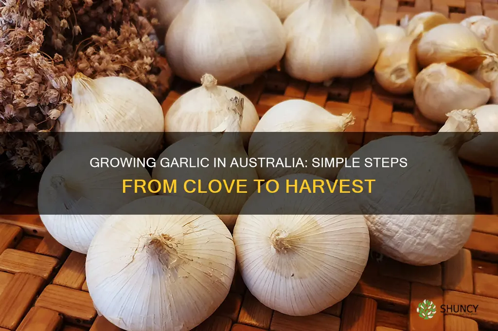 Growing Garlic In Australia: Simple Steps From Clove To Harvest | ShunCy