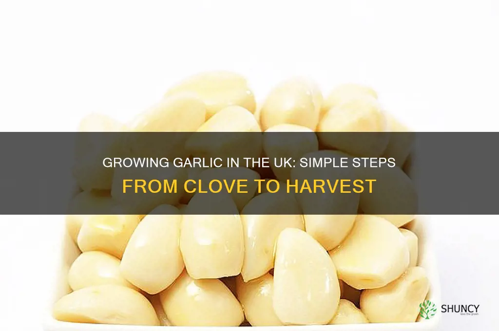 Growing Garlic In The Uk: Simple Steps From Clove To Harvest | ShunCy