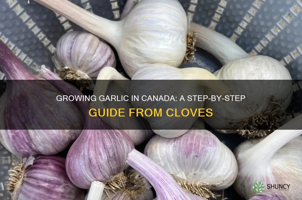 Growing Garlic In Canada: A Step-By-Step Guide From Cloves | ShunCy