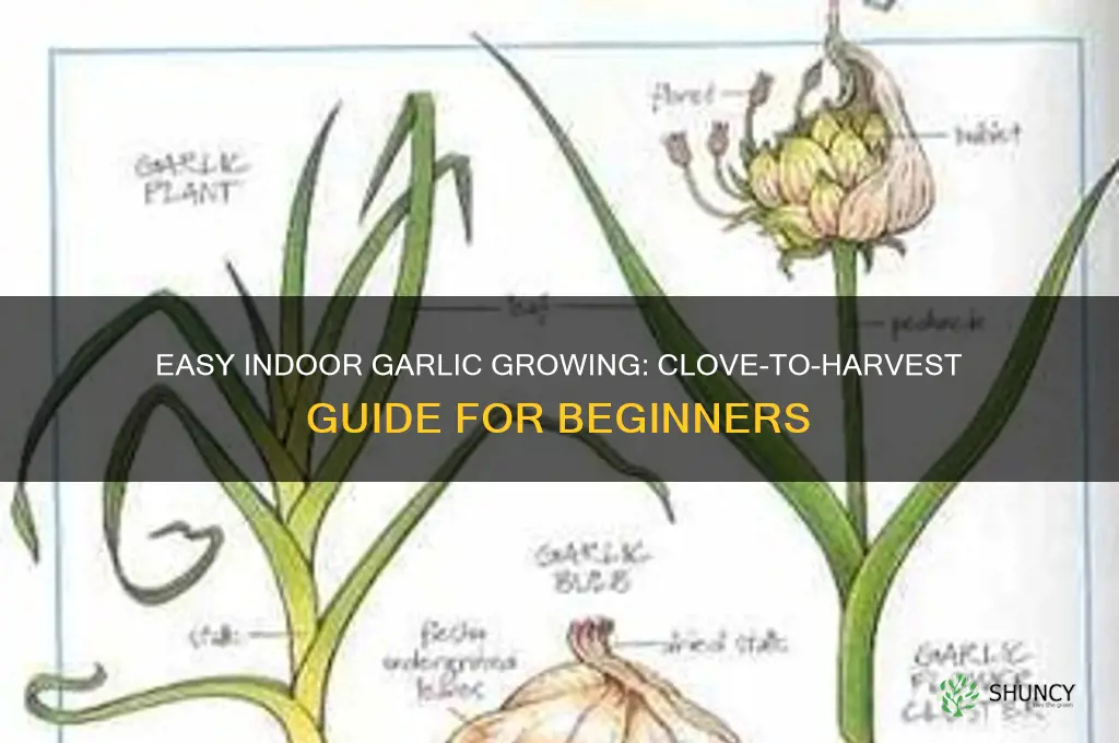 Easy Indoor Garlic Growing: Clove-To-Harvest Guide For Beginners | ShunCy