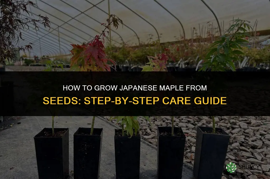 How To Grow Japanese Maple From Seeds: Step-By-Step Care Guide | ShunCy